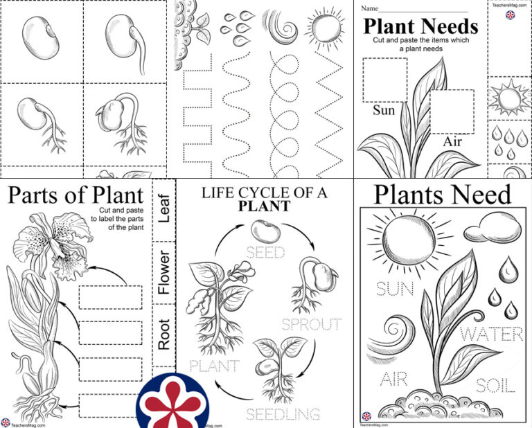 Plants. Science Lapbook | BuyLapbook