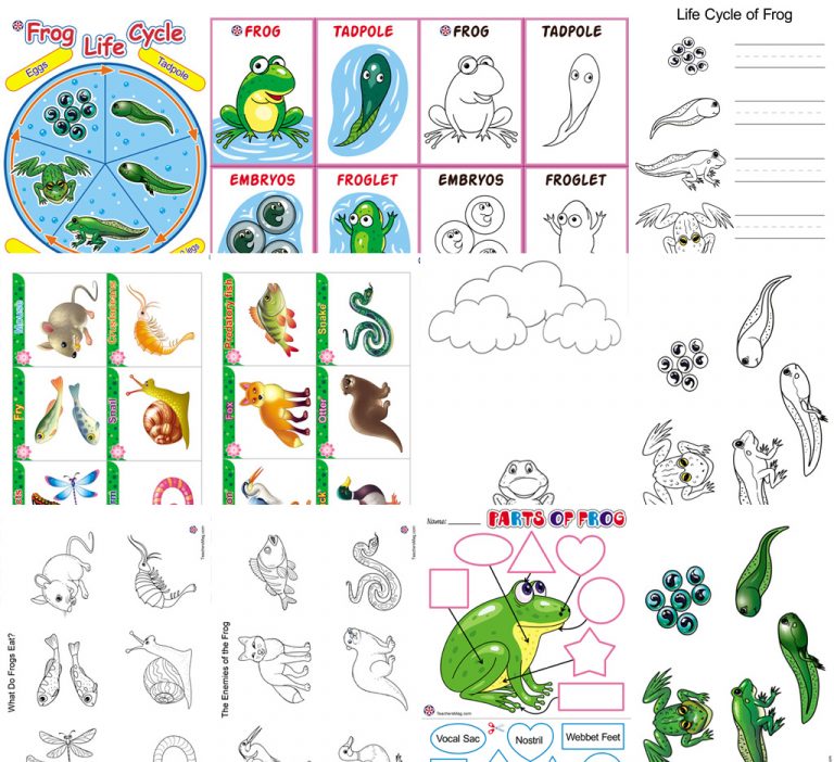 Frog Theme Activities | BuyLapbook