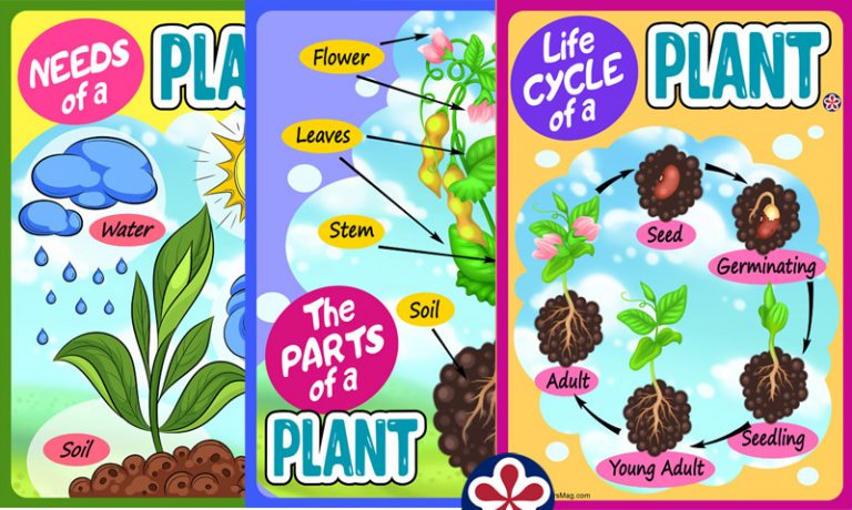 Plants and Seeds Theme Activities | BuyLapbook